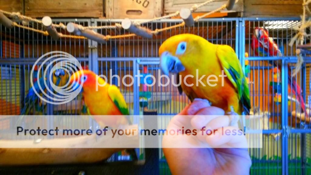 Pictures - Sun/Golden conure hybrid | Avian Avenue Parrot Forum