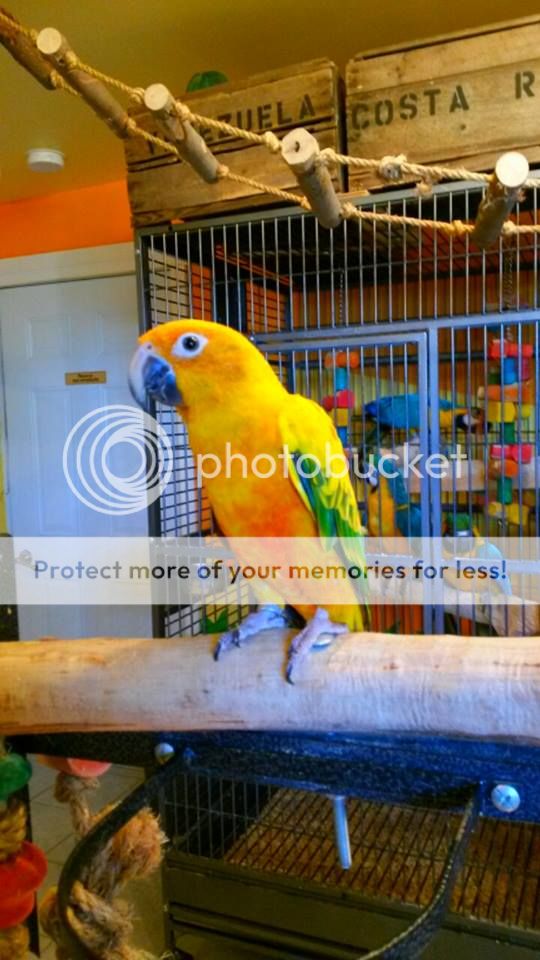 Pictures - Sun/Golden conure hybrid | Avian Avenue Parrot Forum