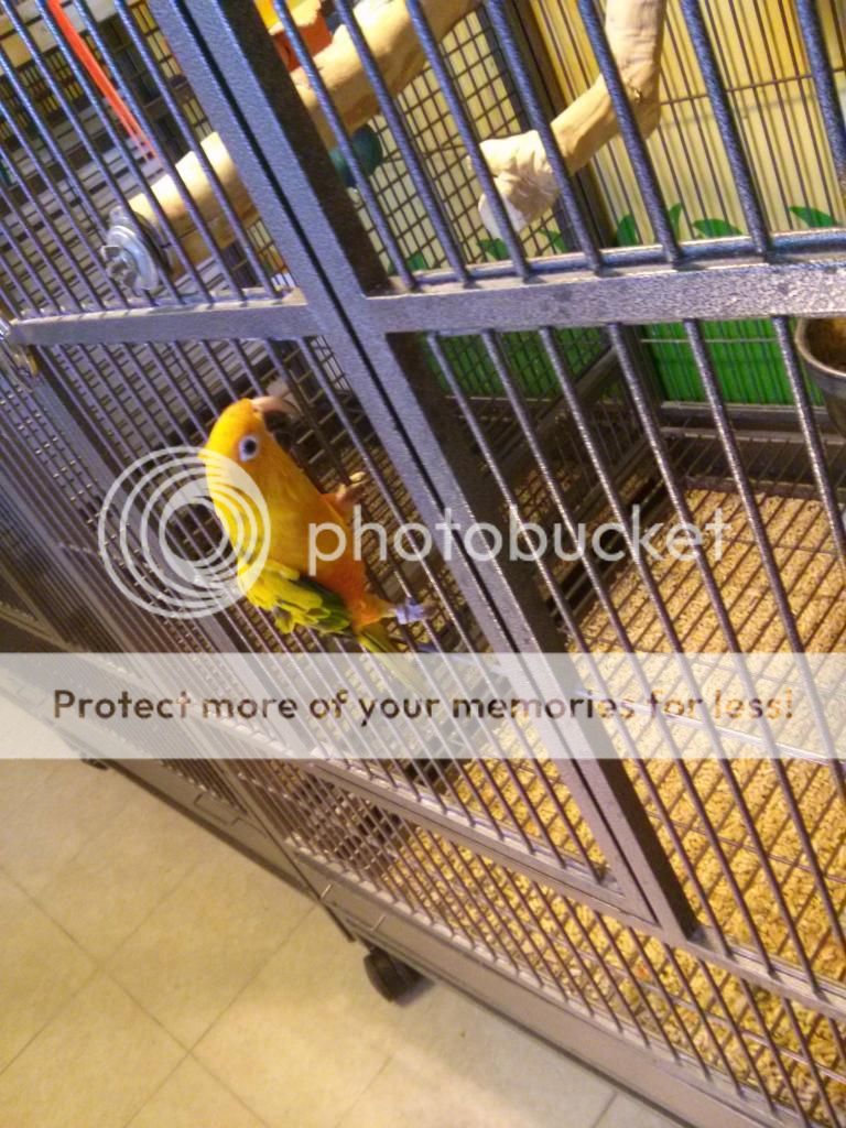 Pictures - Sun/Golden conure hybrid | Avian Avenue Parrot Forum