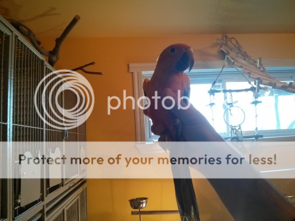 Pictures - Sun/Golden conure hybrid | Avian Avenue Parrot Forum