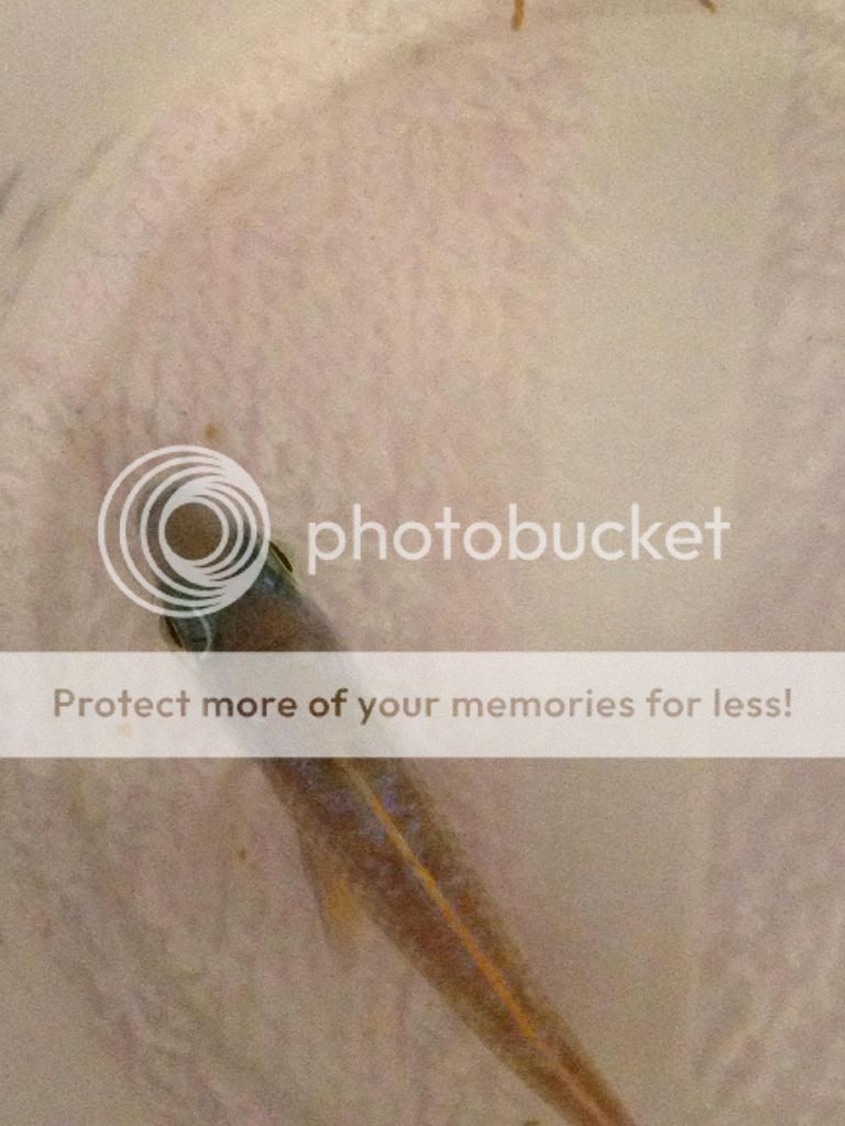 White string/worm on the eye of hap? | Cichlid Fish Forum