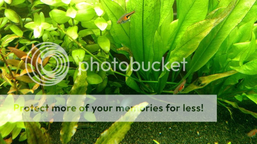 Amazon Sword Flowering? | The Planted Tank Forum